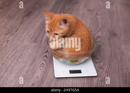 Small ginger kitten in a cup on the scales close up Stock Photo - Alamy