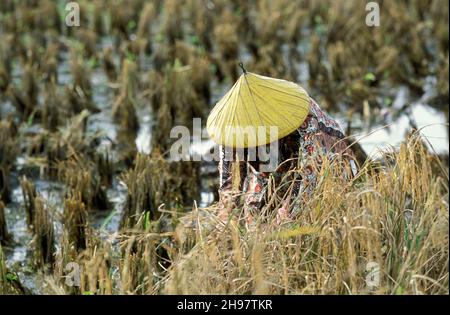 Malaysia, Langkawi, Laman Padi, rice plantation, museum Stock Photo - Alamy