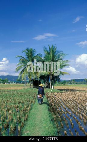 Malaysia, Langkawi, Laman Padi, rice plantation, museum Stock Photo - Alamy