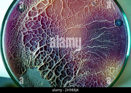 The texture of the bacterial film biofilm on a nutrient medium in a ...