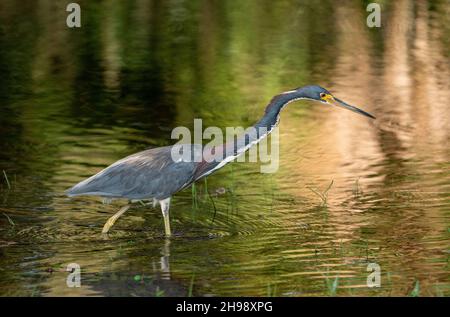 A gray heron bird walking around a pond Stock Photo - Alamy
