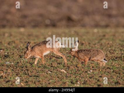 A pair of Brown Hares starting to pair up ready for the breeding season ...