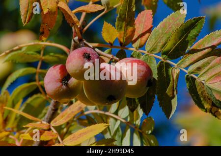 Sorbus domestica, the common rowan, is a deciduous tree that produces ...