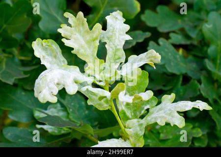 Microsphaera alphitoides, a disease in oak trees Stock Photo - Alamy