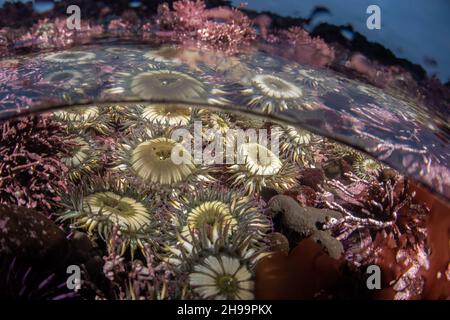A split level image of Aggregating anemones (Anthopleura elegantissima ...
