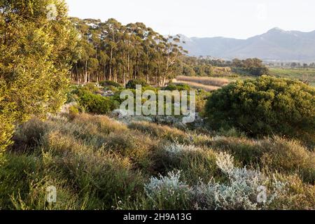 Wandel Pad, Stanford, Western Cape, South Africa Stock Photo - Alamy