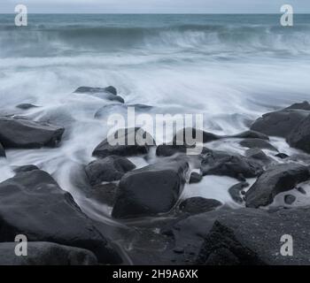 Long Island, Pacific, Washington, United States, Bombus sp., Animalia ...