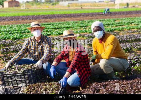 Farm workers in masks posing near boxes of harvested plums in orchard ...