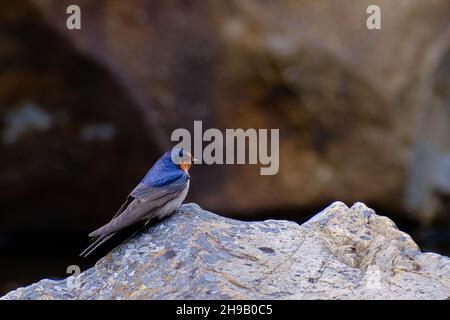 The welcome swallow (Hirundo neoxena) is a small passerine bird in the ...
