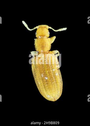 Tiny minute brown scavenger beetle Latridiidae, lathridiidae on wood. High magnification Stock ...