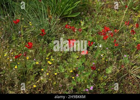 A field of red Crown Anemone wildflowers in the Jordan Valley, Israel ...