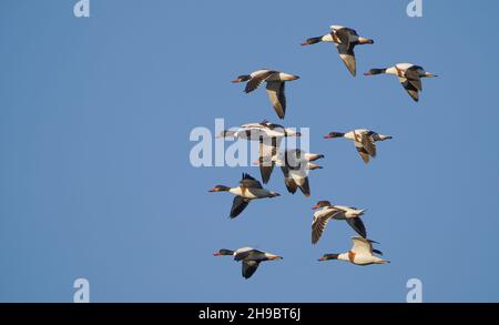 Common shelduck, in flight, Guadalhorce reserve, Malaga, Spain Stock ...