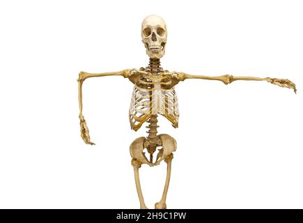 human skeleton with outstretched arms isolated on white background ...