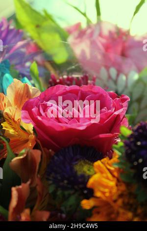 Beautiful bright red rose basking in the sun Stock Photo - Alamy