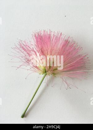 pink flower of the Acacia tree of Constantinople Stock Photo - Alamy