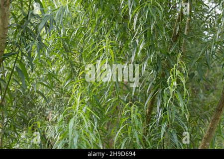 Korb-Weide, Korbweide, Hanf-Weide, Weide, Salix viminalis, basket ...