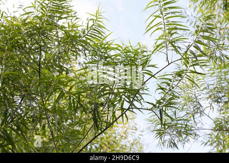 Korb-Weide, Korbweide, Hanf-Weide, Weide, Salix viminalis, basket ...