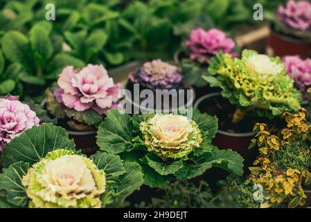 Decorative cabbage in garden. Selective focus Stock Photo - Alamy