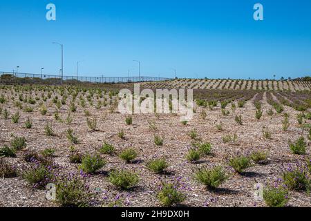 Argo Drain Sub-Basin Facility. Playa Del Rey, Los Angeles, California ...