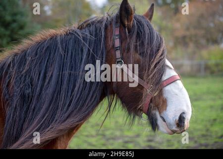 The horse at Newpark Farm At Muiravonside Country Park. Scotland.U.k ...