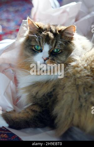 Cute Ragamuffin Purebred Cat Sitting on a pile of crumpled cushioning ...