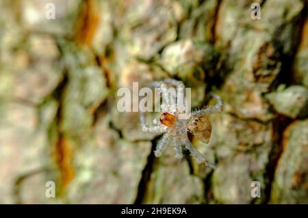 Macro wolf spider molting and shedding their exoskeleton Stock Photo ...