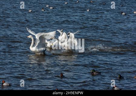 Aggressive whooper swans on wetlands Stock Photo - Alamy