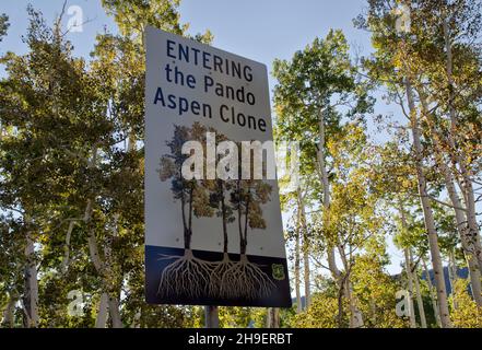 Colorful Quaking Aspen Grove 'Pando Clone', Fishlake National Forest ...