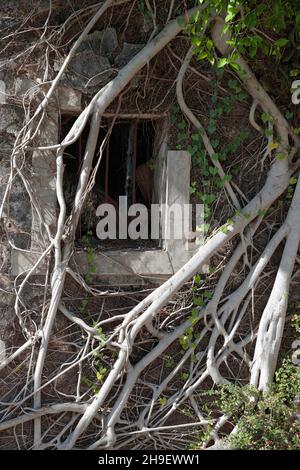 View of Fig Tree Bay on the Parramatta River from the Sydney suburb of ...