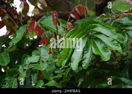 Pometia pinnata (also called matoa, taun tree, island lychee, tava ...