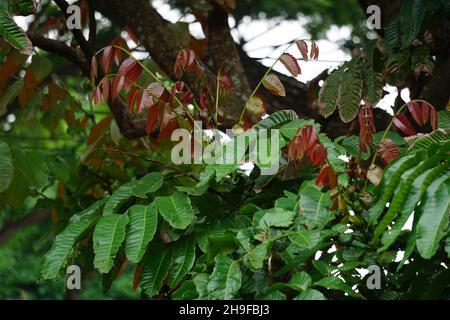 Pometia pinnata (also called matoa, taun tree, island lychee, tava ...