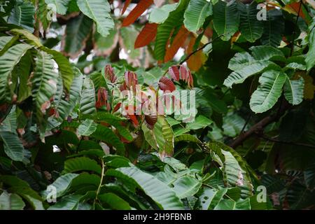 Flowers of Matoa plant (Pometia pinnata), native fruit from Papua ...