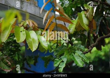 Flowers of Matoa plant (Pometia pinnata), native fruit from Papua ...