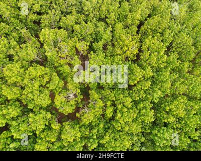 Green leaf pattern from the teak tree, Large leaf Stock Photo - Alamy