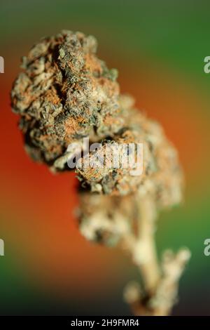 Cannabis sativa big bud family cannabaceae close up modern background ...