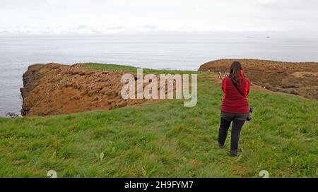 Woman photographing a puffin colony in the north of Iceland Stock Photo ...