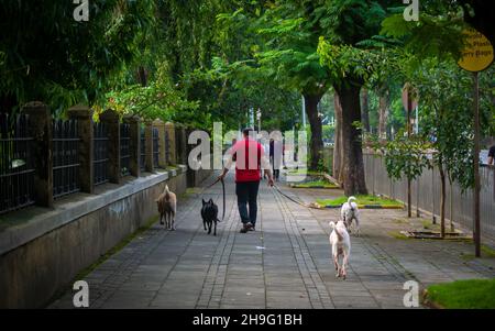 Dogs on the streets on leash with smiling man professional dog walker ...