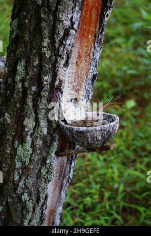 The traditional pine resin extraction process Stock Photo - Alamy