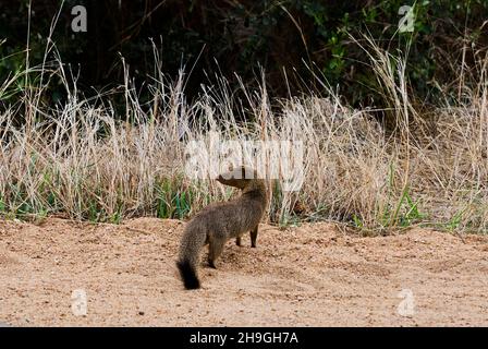 Common Slender Mongoose Africa; Herpestes sanguineus, aka Black tipped ...