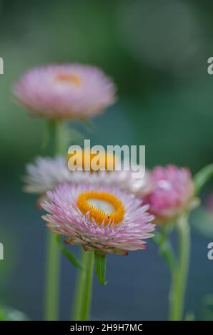 Pink strawflowers, close-up Stock Photo - Alamy