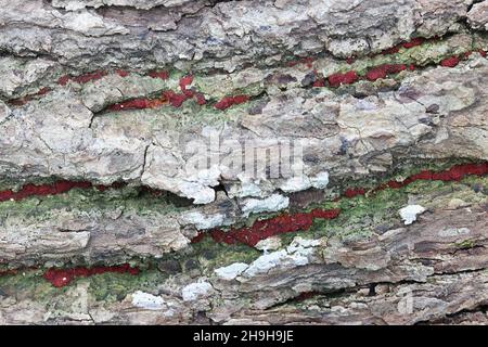 Neonectria coccinea, also called Nectria coccinea var. faginata, a ...
