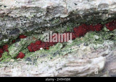 Neonectria coccinea, also called Nectria coccinea var. faginata, a ...