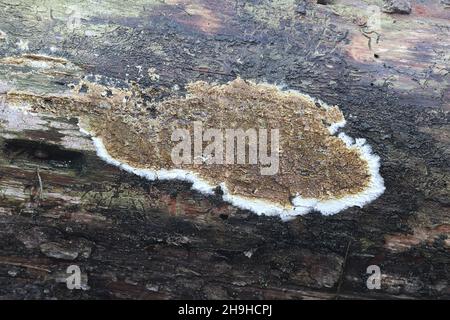 Coniophora puteana, commonly called the cellar fungus Stock Photo - Alamy