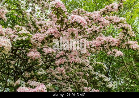 Midland Hawthorn Crataegus laevigata blossom spring Warwickshire colour ...
