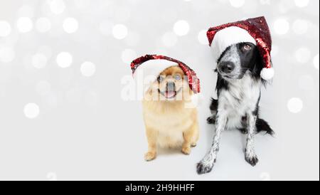 christmas santa claus row of dogs isolated on white background, with ...
