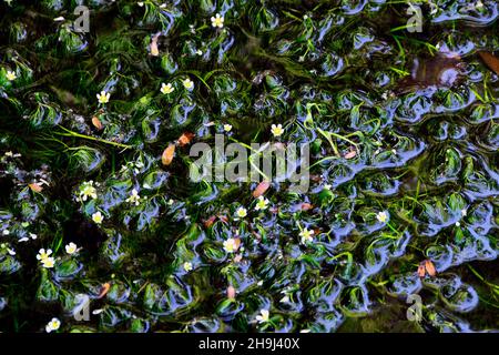 Lemnoideae - Duckweed, of the Araceae family and belong to the monocots ...