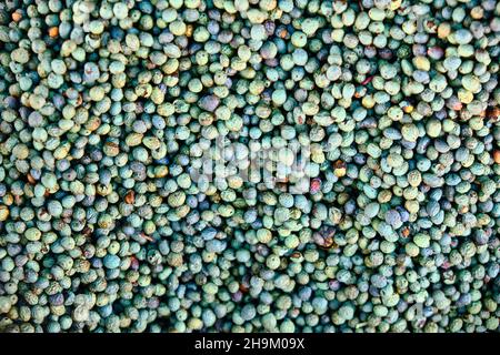 Pistacia terebinthus, Fruits of Terebinth. Menengic seeds. Citlembik ...