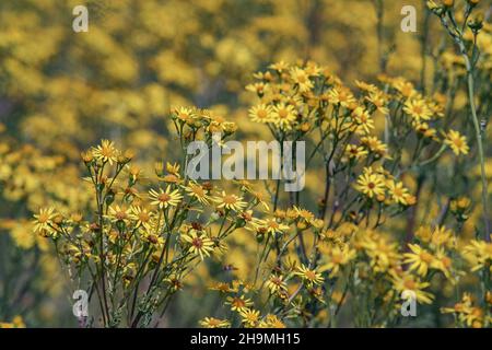 Beautiful view of yellow ragwort (stinking willie) wildflowers in a ...