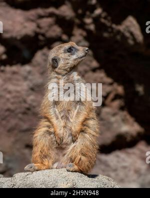 Meerkat stand on the rock and look around Stock Photo - Alamy