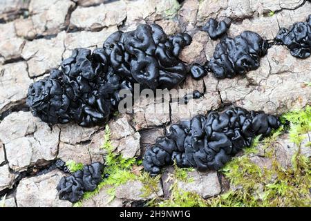 Exidia glandulosa, a jelly fungus commonly known as black witches ...